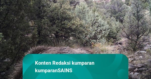 Banyak yang Gagal, Bisakah Kamu Temukan Singa Gunung di Foto Ini ... Banyak yang Gagal, Bisakah Kamu Temukan Singa Gunung di Foto Ini ...